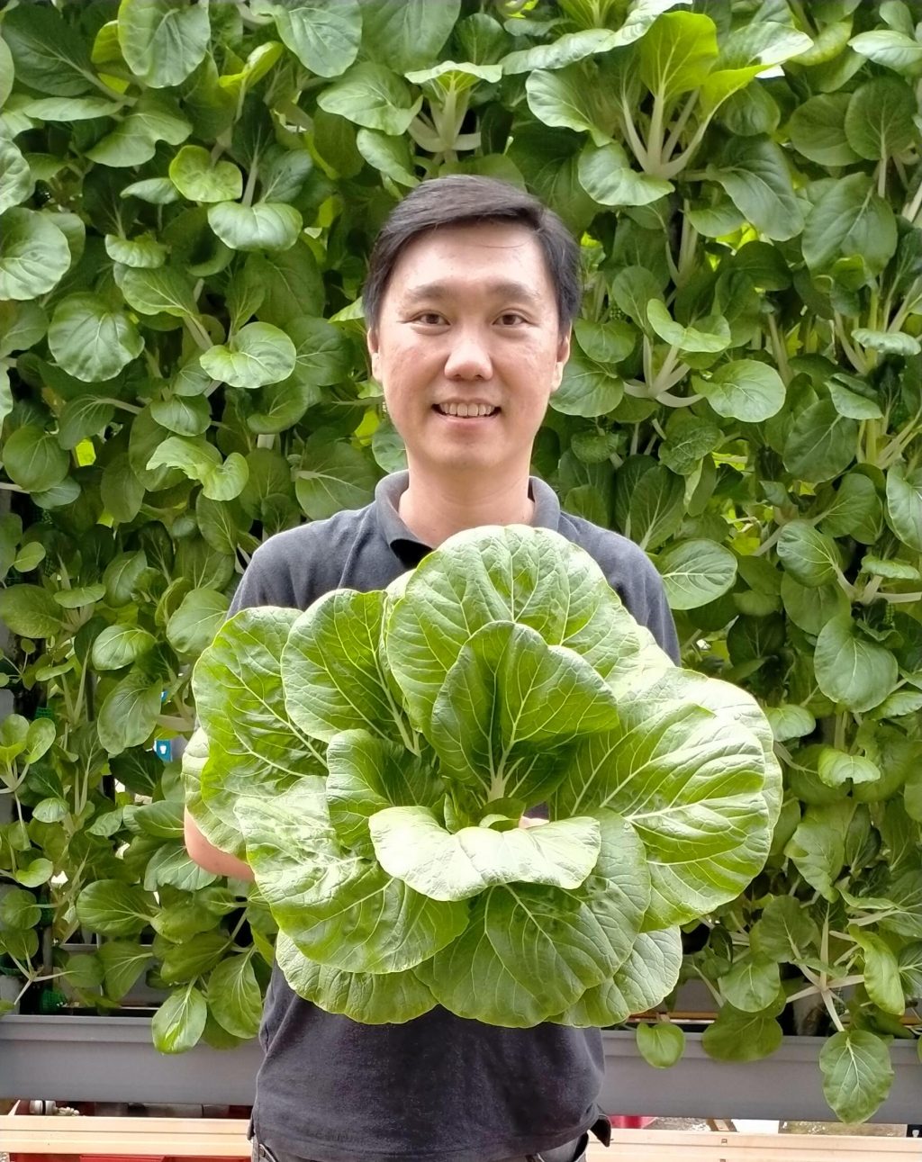How to Grow Organic Vegetables at Home Vertically - VF@RM